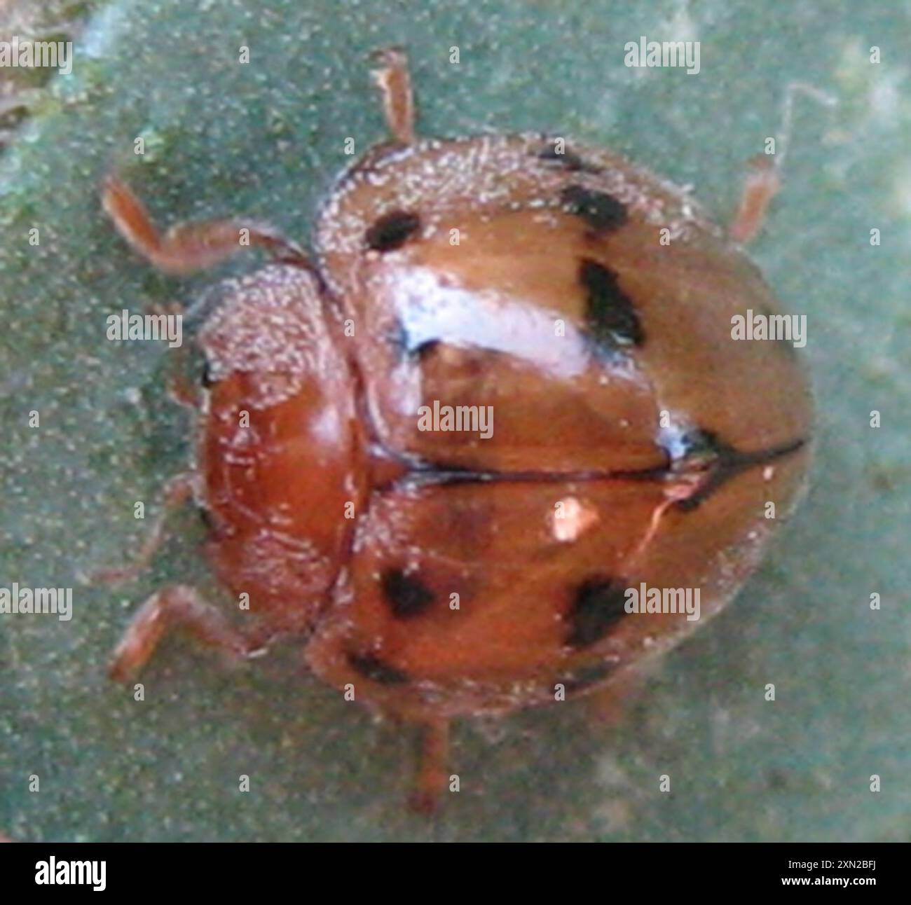 Lady Beetles (Coccinellidae) Insecta Stock Photo - Alamy