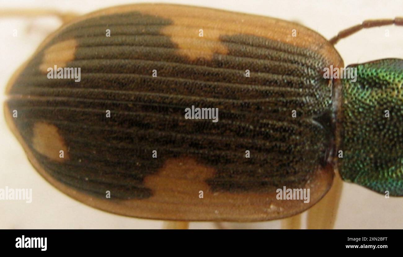 Vivid Metallic Ground Beetles (Chlaenius) Insecta Stock Photo - Alamy