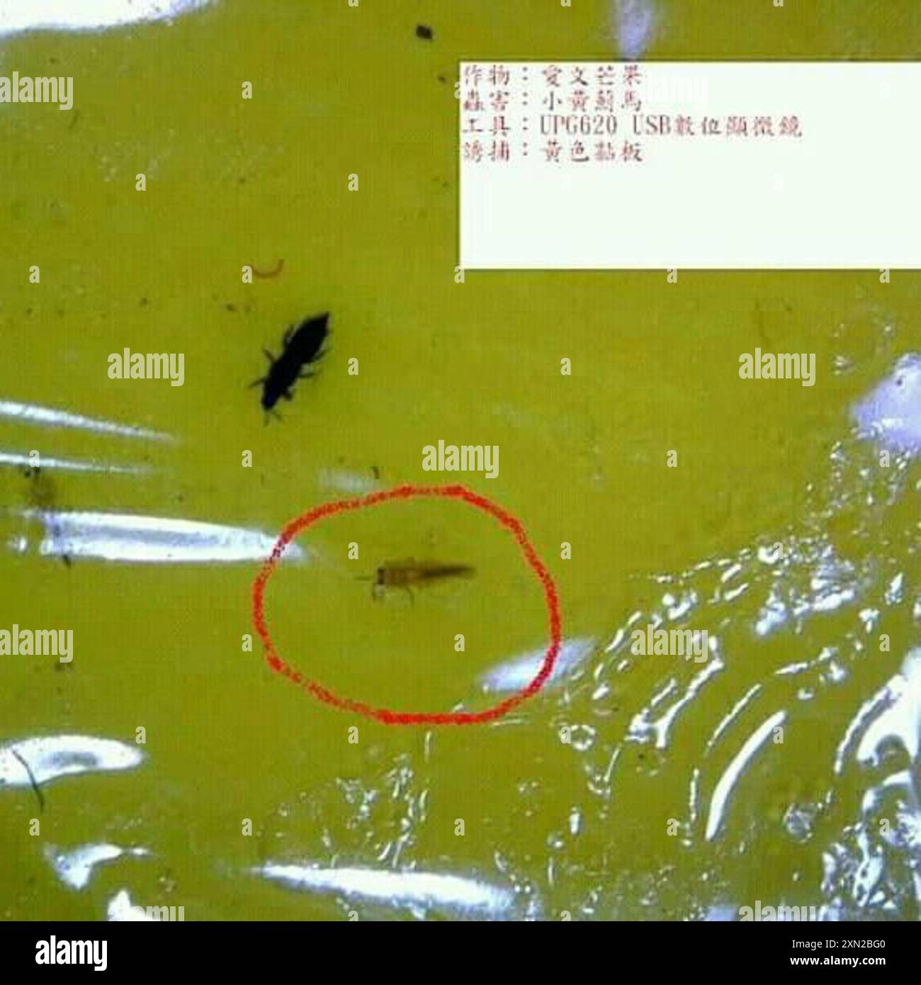 Chilli Thrips (Scirtothrips dorsalis) Insecta Stock Photo - Alamy