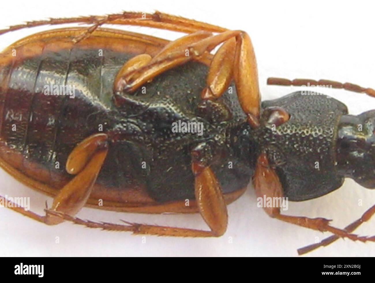 Vivid Metallic Ground Beetles (Chlaenius) Insecta Stock Photo - Alamy