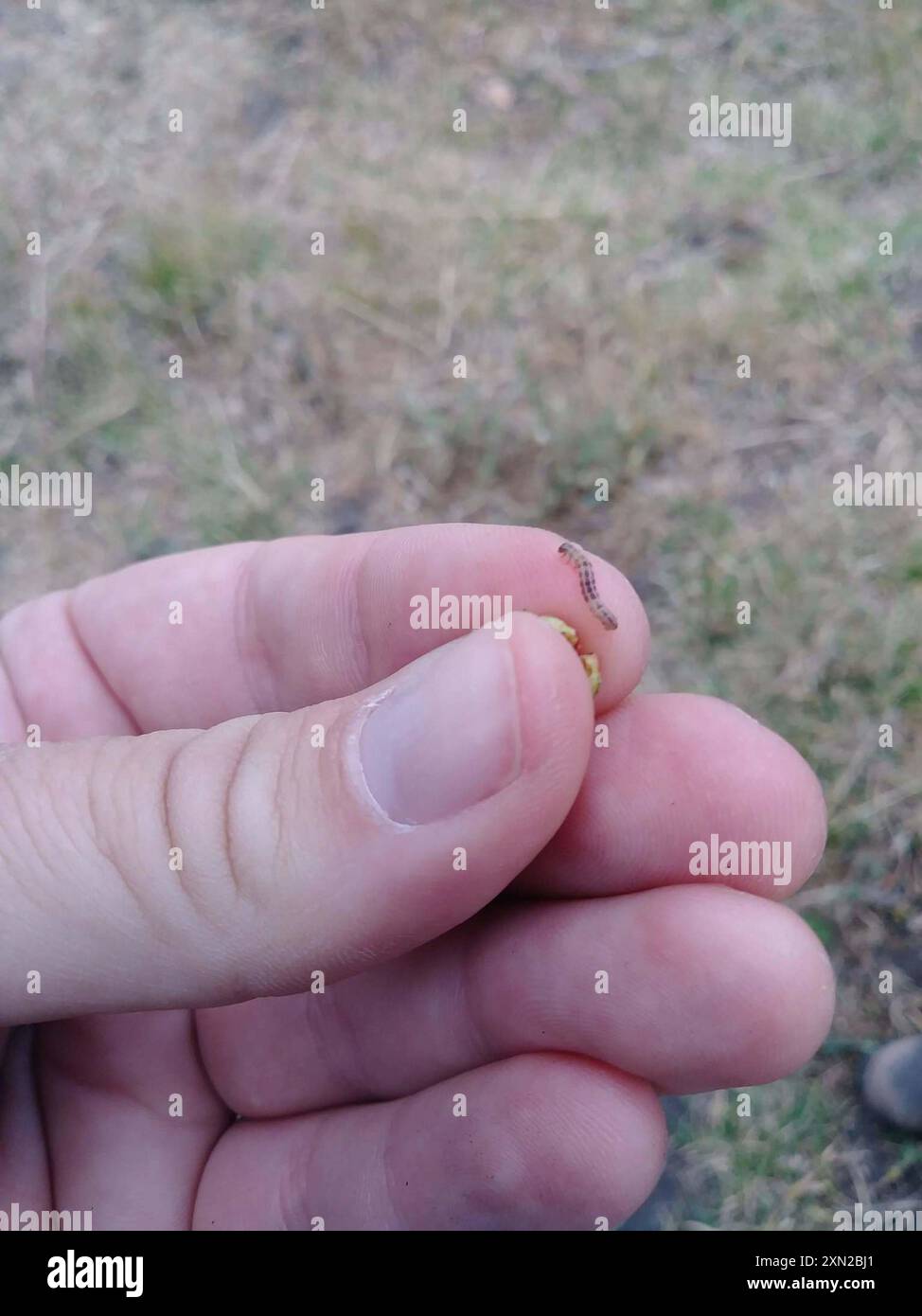Willow Apple Gall Sawfly (Euura californica) Insecta Stock Photo - Alamy