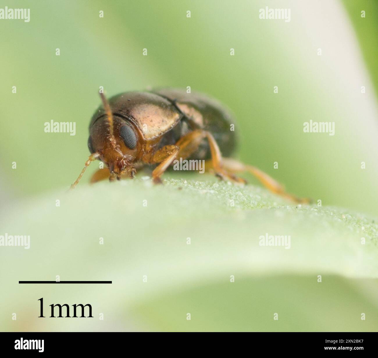 Bronze Leaf Beetle (Diachus auratus) Insecta Stock Photo - Alamy