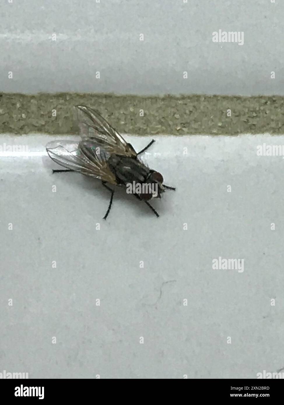Common House Fly (Musca domestica) Insecta Stock Photo - Alamy