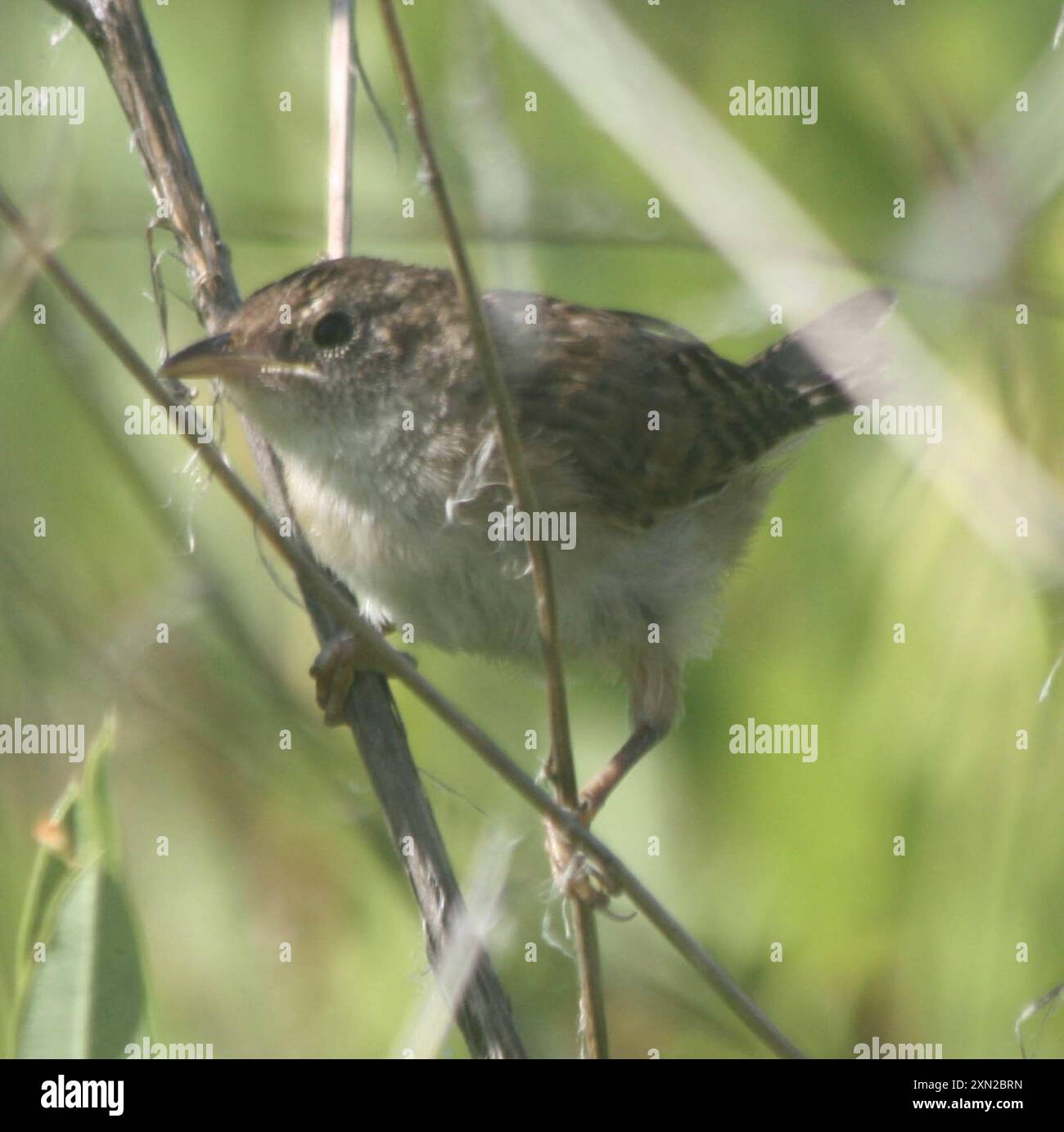 Sedge Wren (Cistothorus stellaris) Aves Stock Photo - Alamy