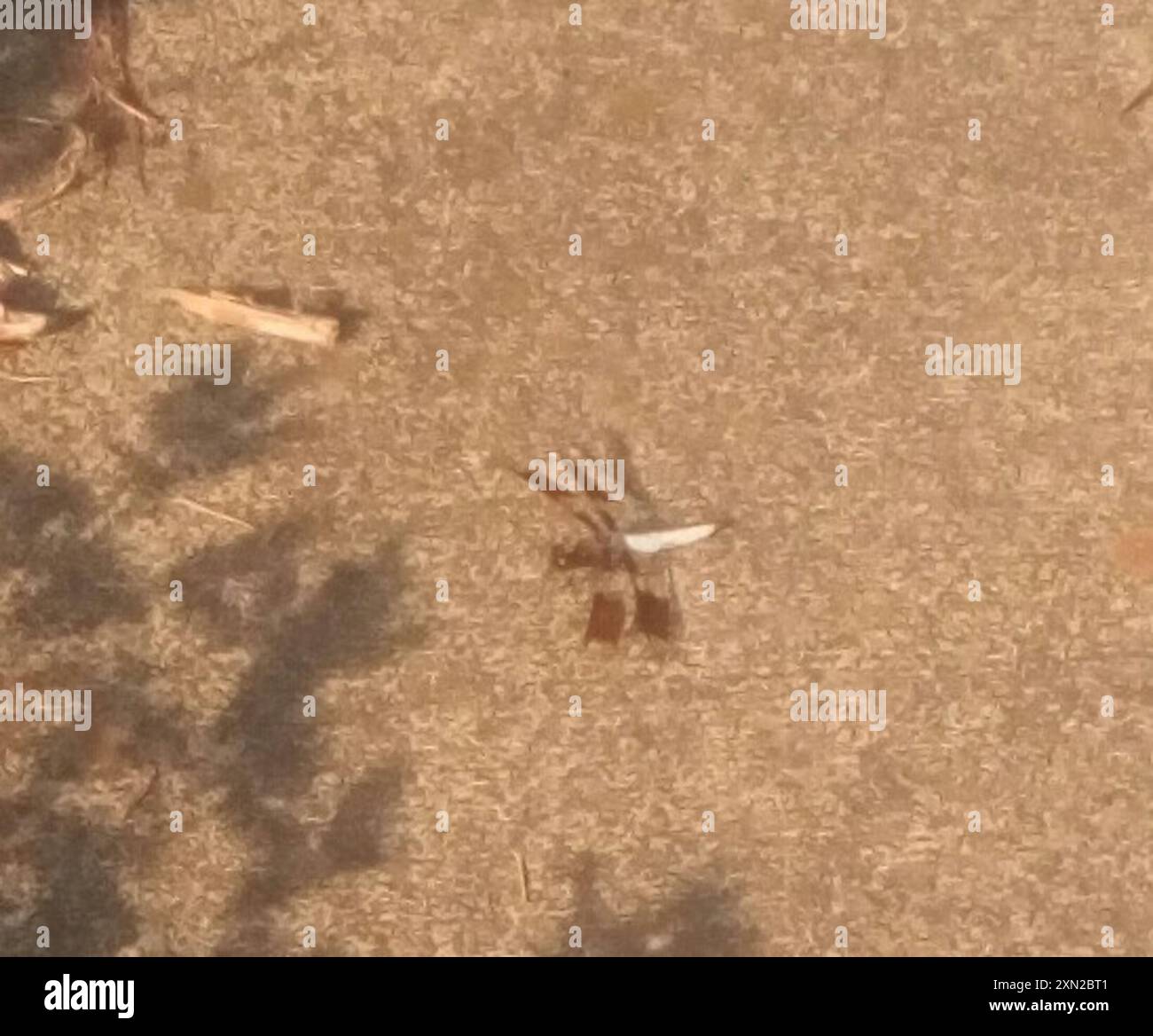 Common Whitetail (Plathemis lydia) Insecta Stock Photo - Alamy