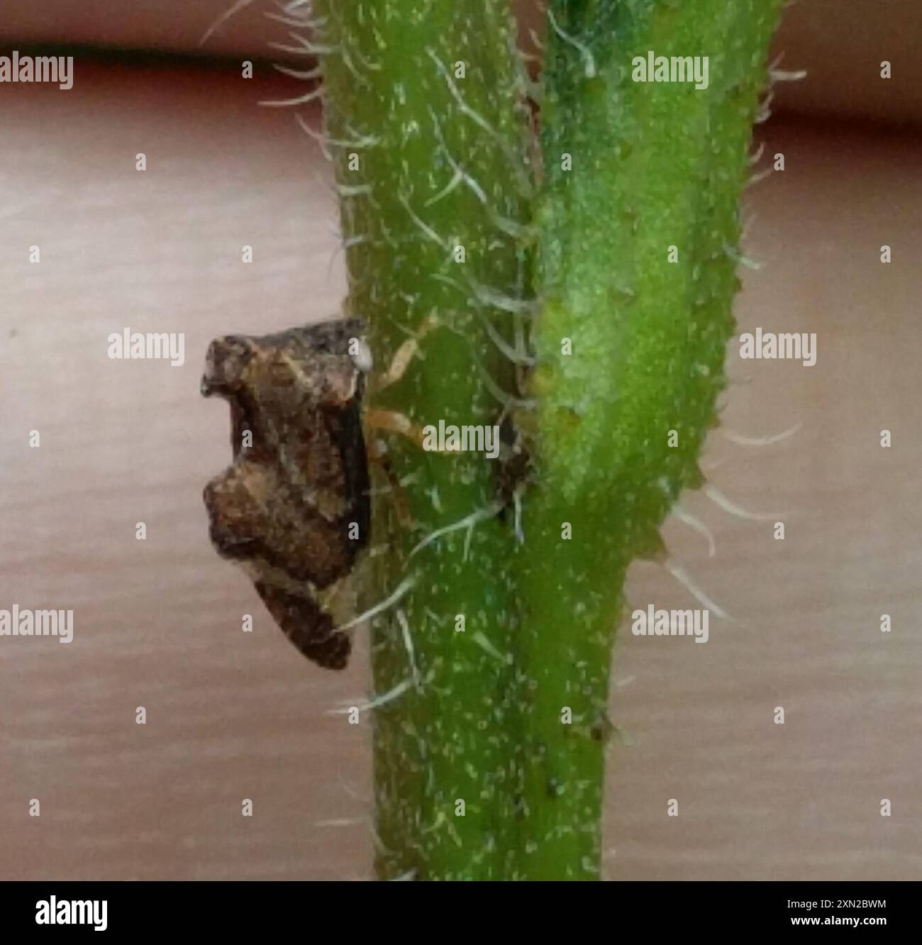 Keeled treehopper hi-res stock photography and images - Alamy
