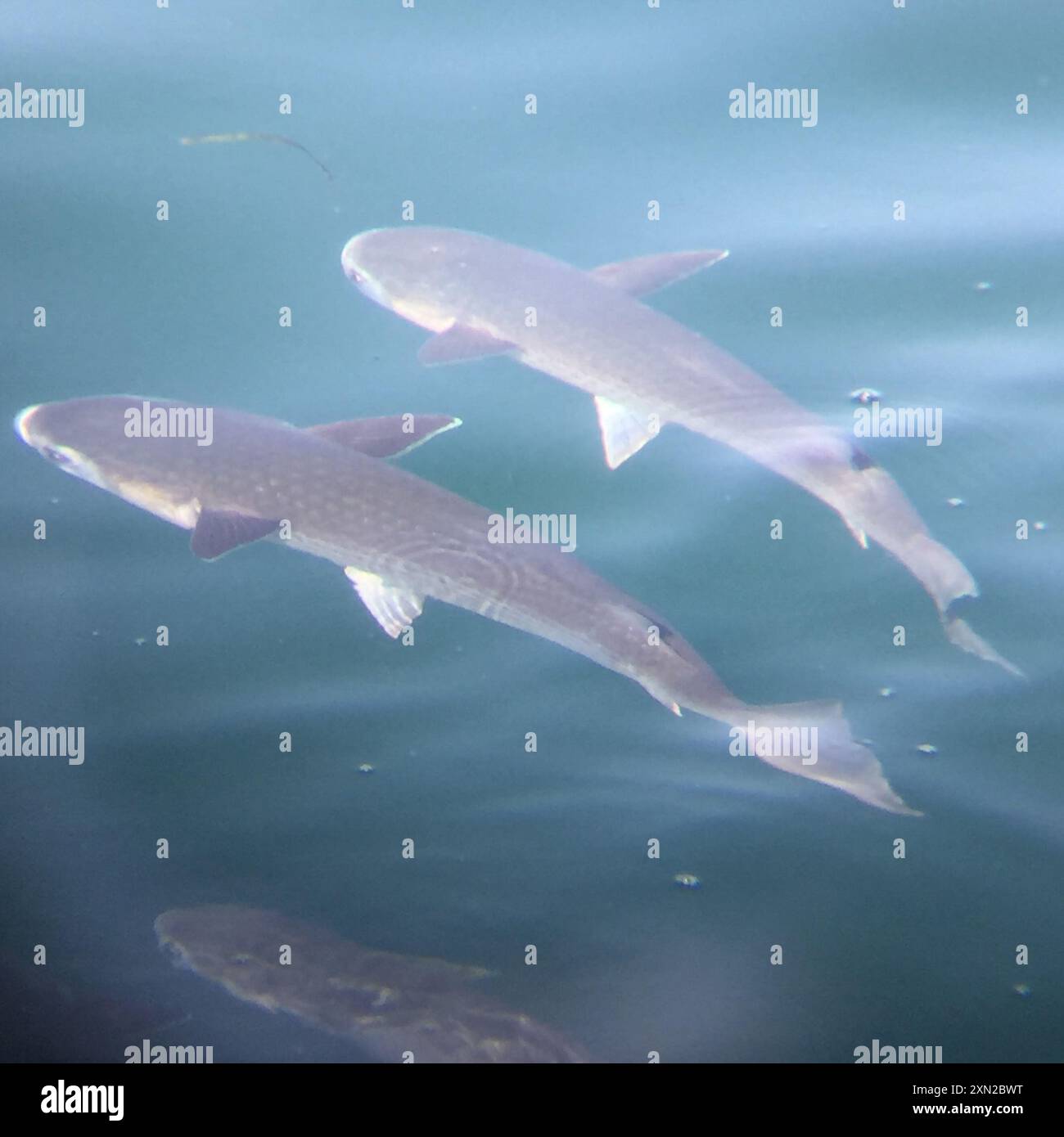 Sea Mullet (Mugil cephalus) Actinopterygii Stock Photo - Alamy