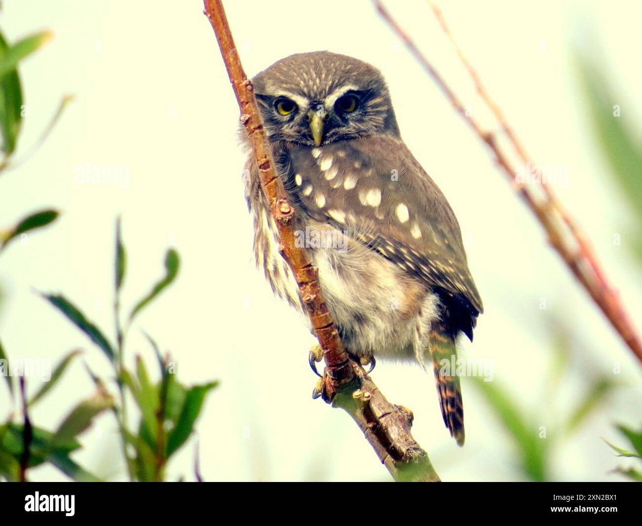 Austral pygmy owl glaucidium nana hi-res stock photography and images ...