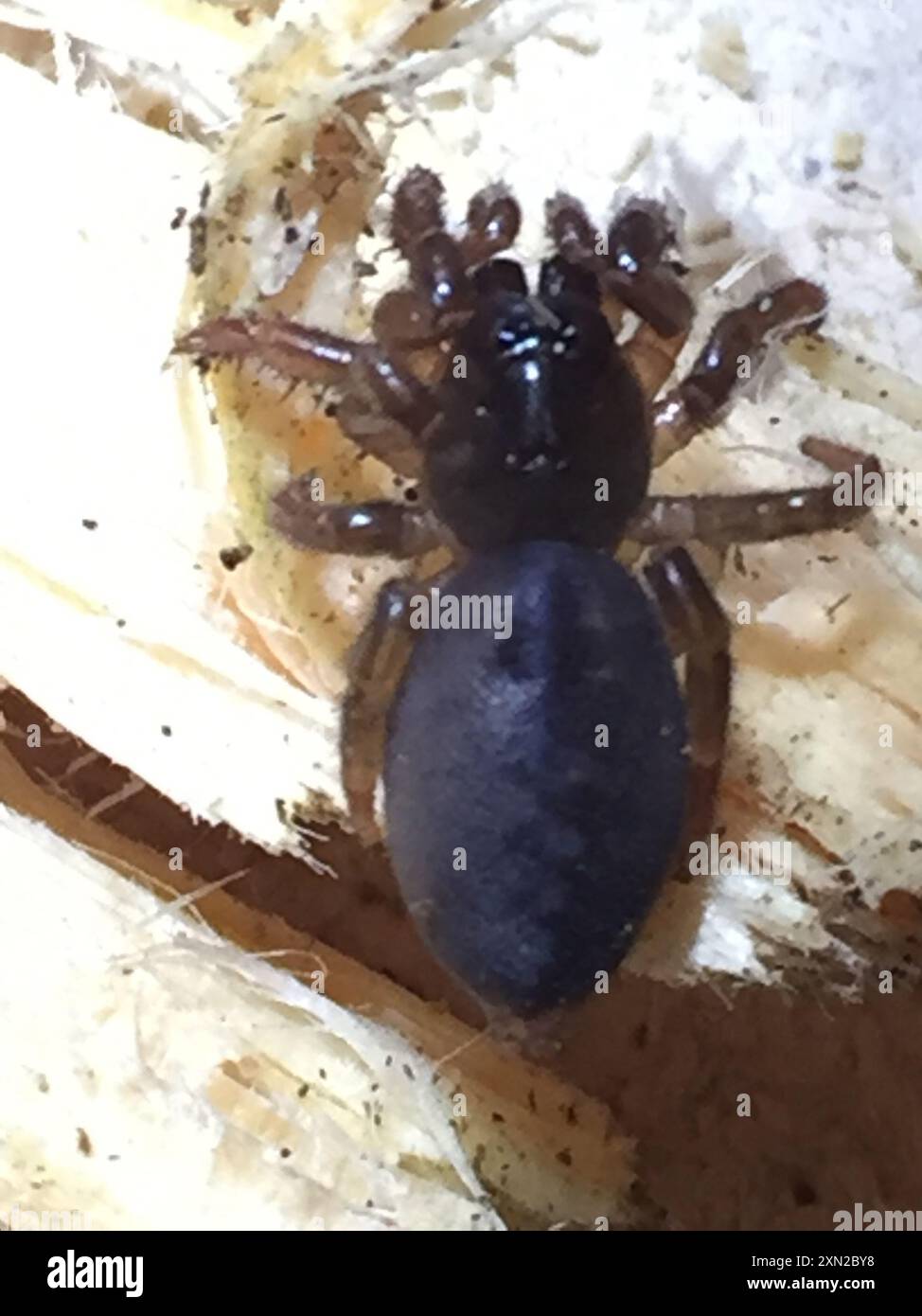 Tree Trapdoor Spider (Migas) Arachnida Stock Photo - Alamy