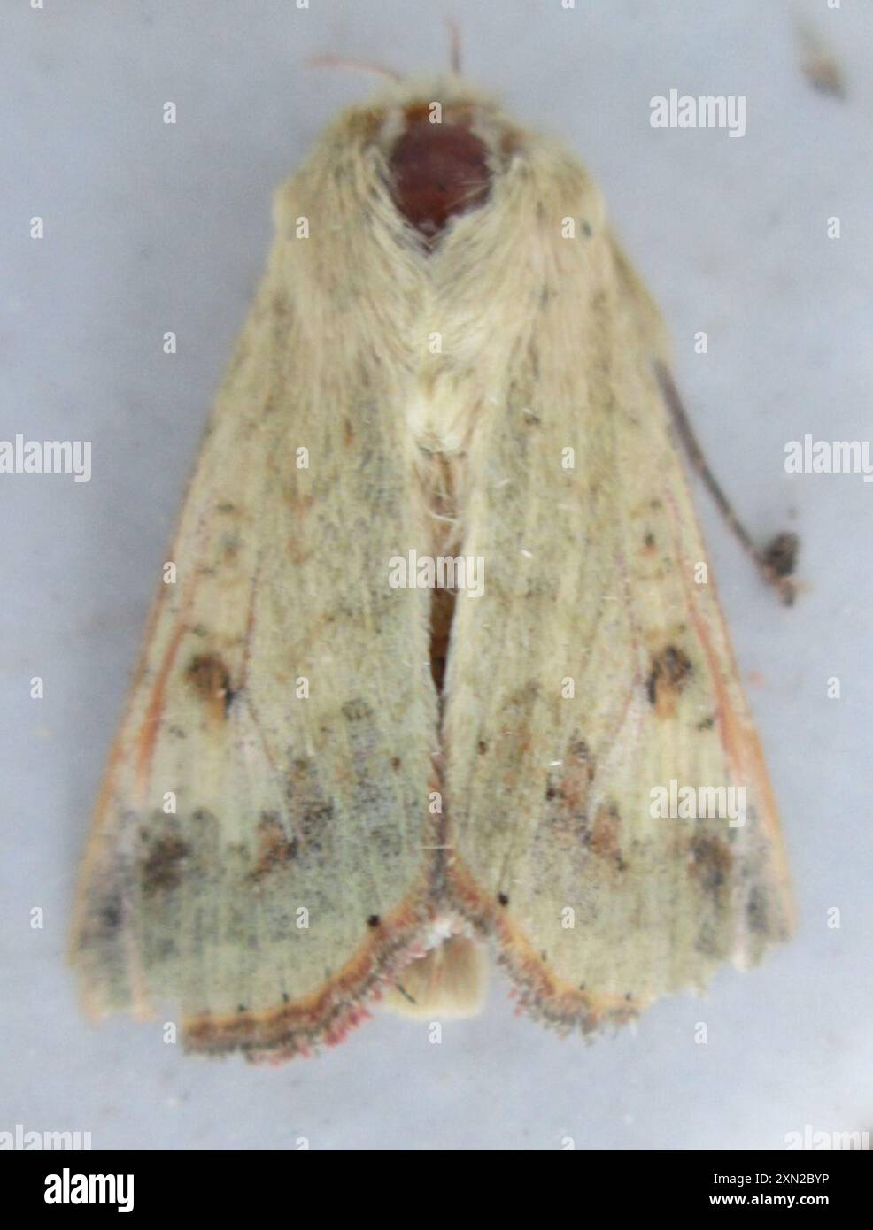 Cotton Bollworm Moth (Helicoverpa armigera) Insecta Stock Photo - Alamy