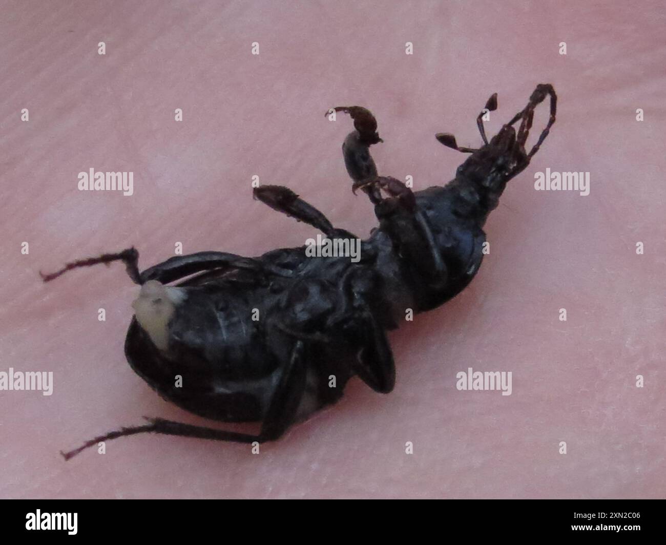Small Snail-eating Ground Beetle (Sphaeroderus stenostomus) Insecta ...