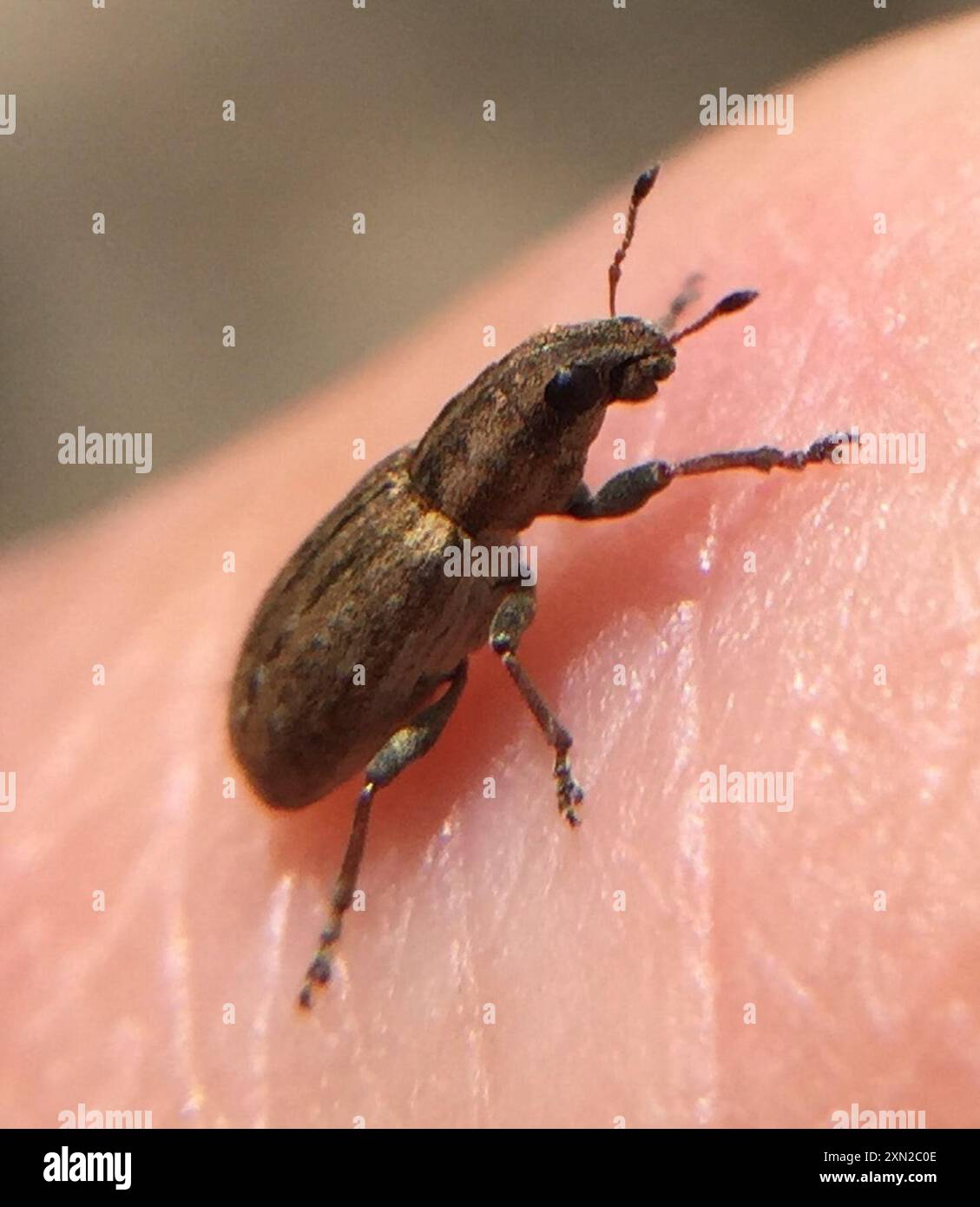 Clover root weevil (Sitona lepidus) Insecta Stock Photo - Alamy