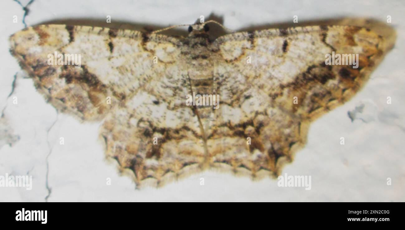Geometer Moths (Geometridae) Insecta Stock Photo - Alamy
