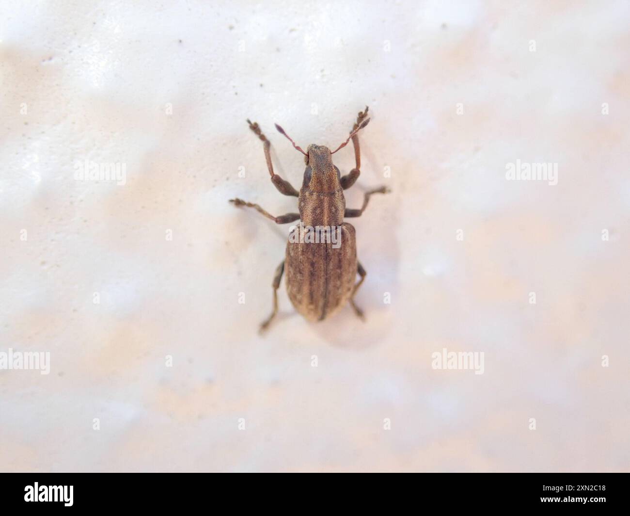 Clover root weevil (Sitona lepidus) Insecta Stock Photo - Alamy