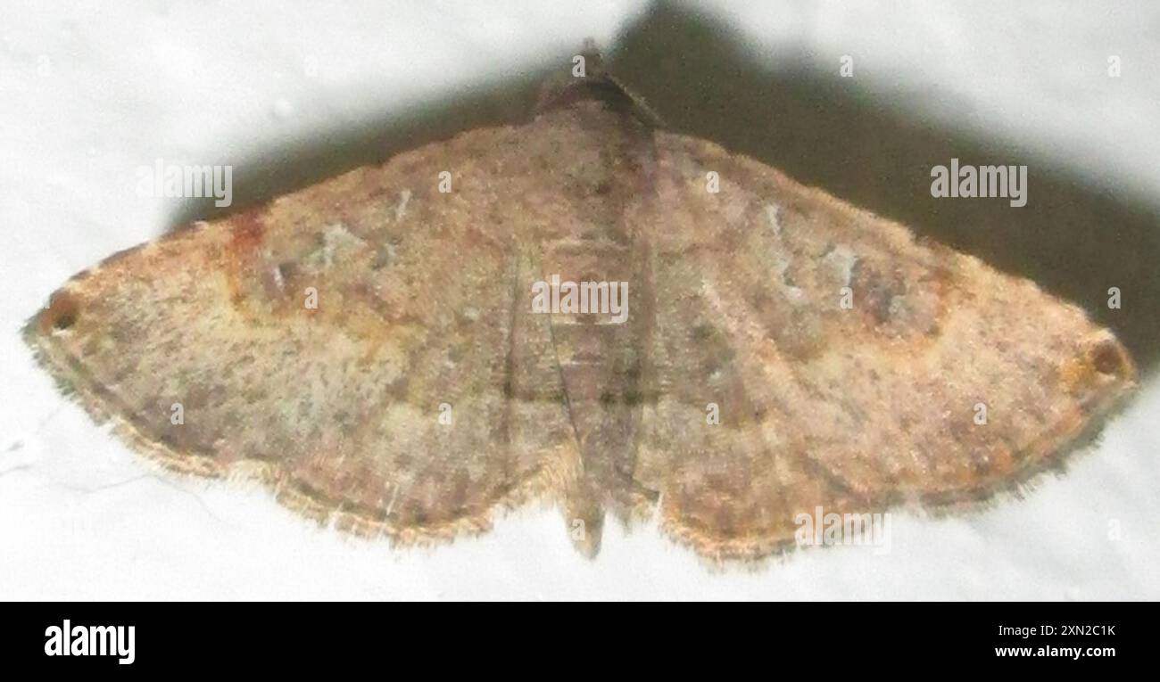 Butterflies and Moths (Lepidoptera) Insecta Stock Photo - Alamy