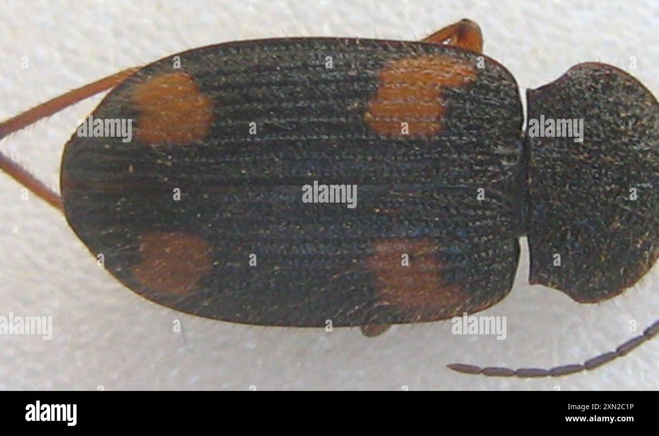 Yellow-spotted Ground Beetles (Craspedophorus) Insecta Stock Photo - Alamy