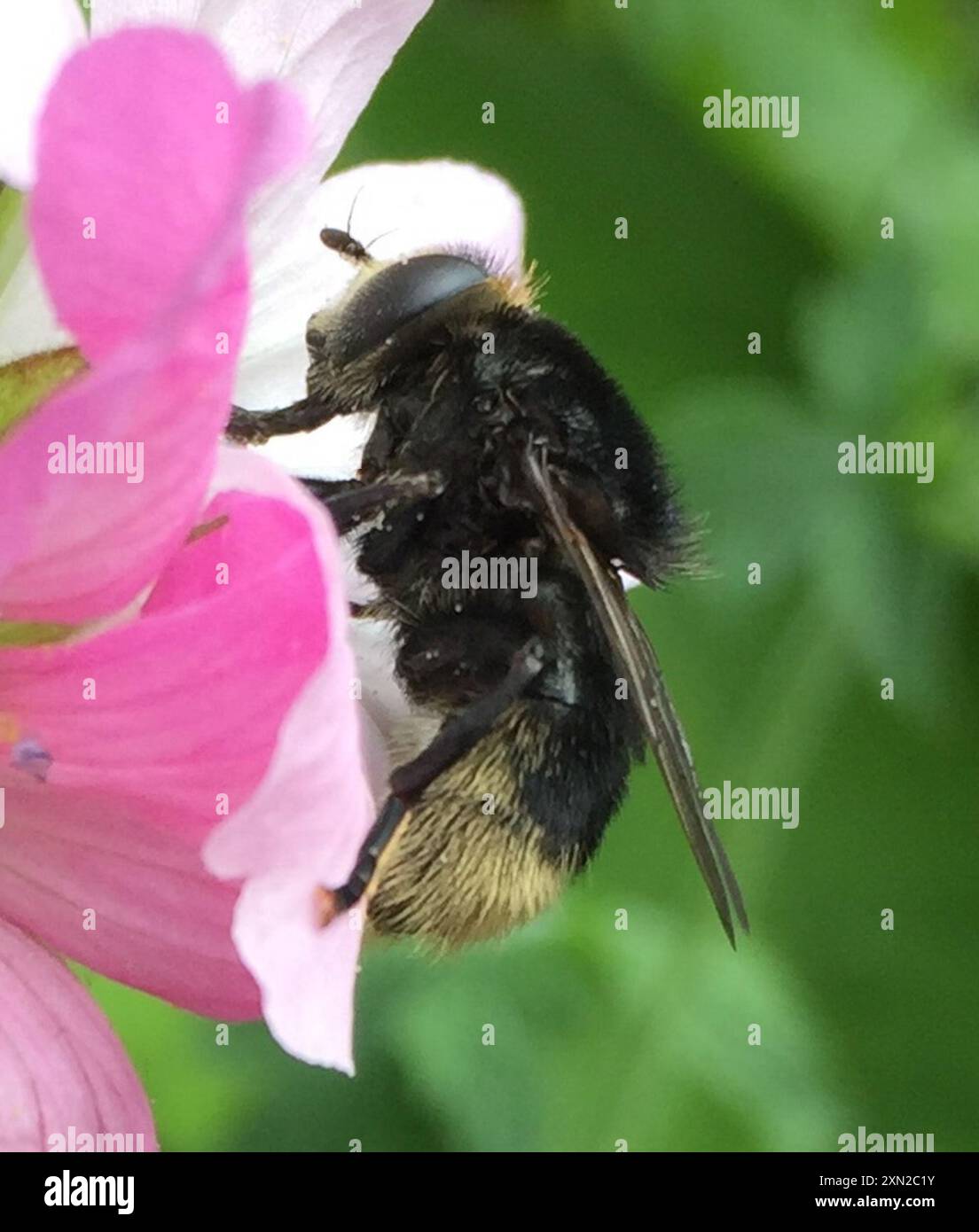 Narcissus Bulb Fly (Merodon equestris) Insecta Stock Photo - Alamy