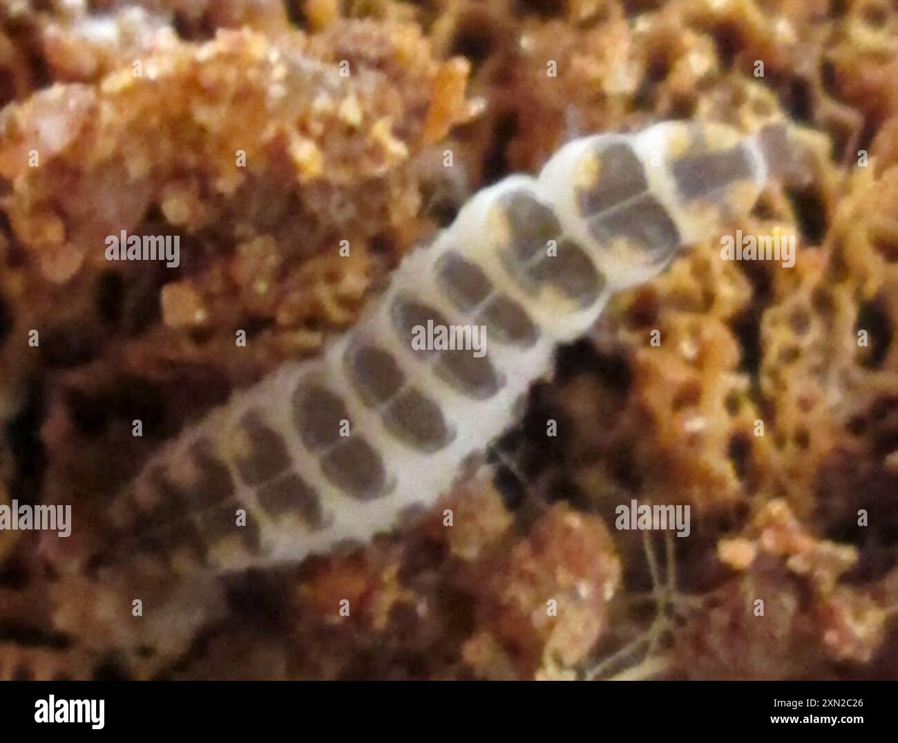 Net-winged Beetles (Lycidae) Insecta Stock Photo - Alamy