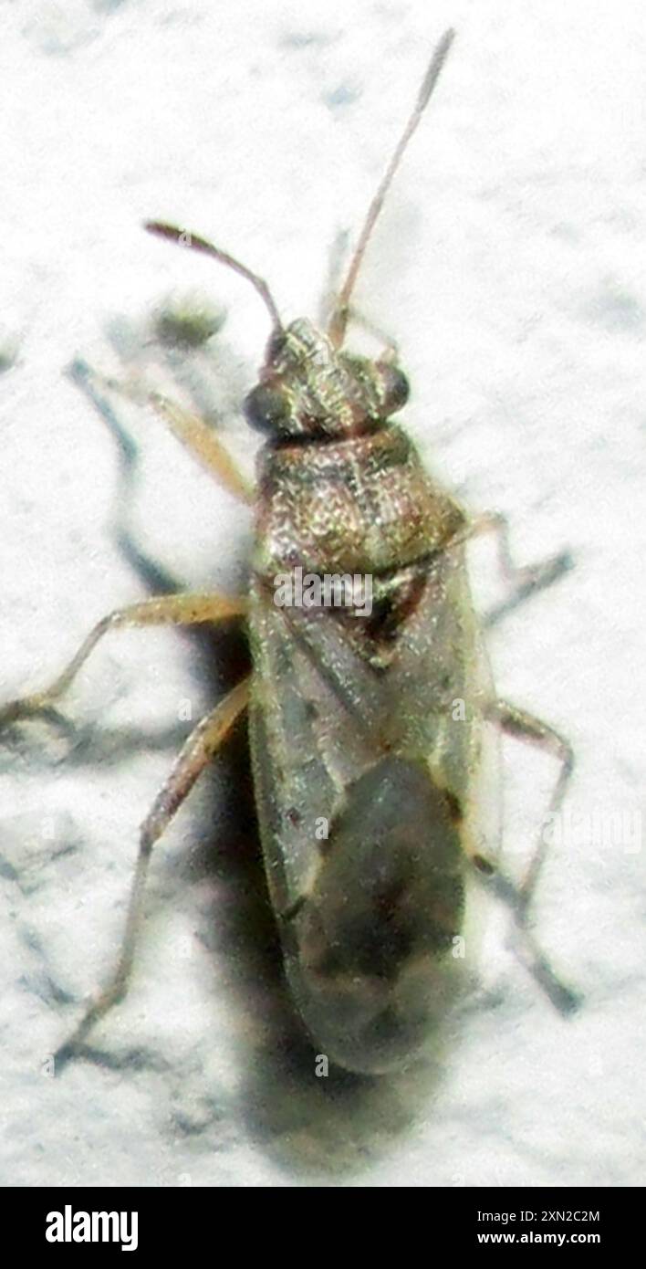 False chinch bugs (Nysius) Insecta Stock Photo - Alamy