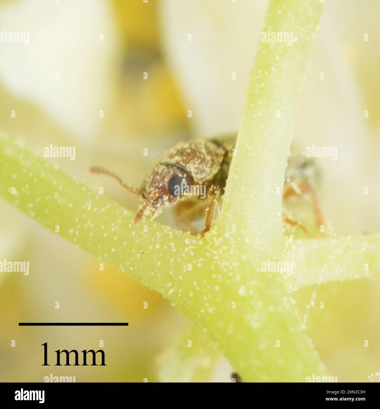 Short-winged Flower Beetles (Kateretidae) Insecta Stock Photo - Alamy