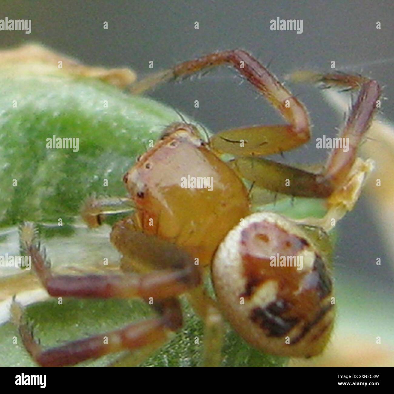 African Mask spider (Synema imitatrix) Arachnida Stock Photo - Alamy
