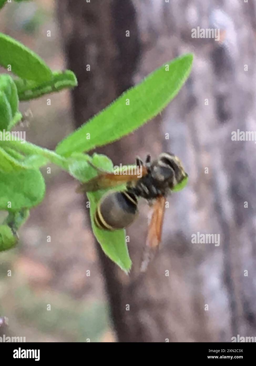 Mexican honey wasp hi-res stock photography and images - Alamy