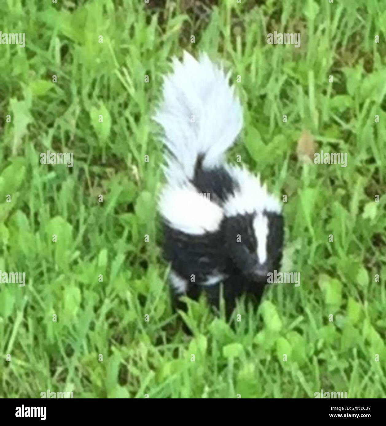 Striped Skunk (Mephitis mephitis) Mammalia Stock Photo - Alamy
