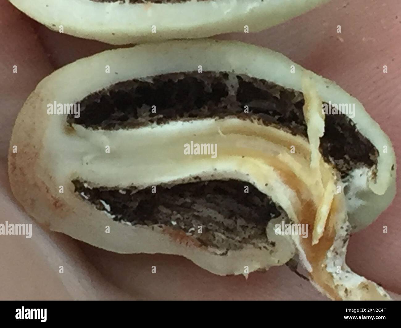 (Psilocybe weraroa) Fungi Stock Photo - Alamy