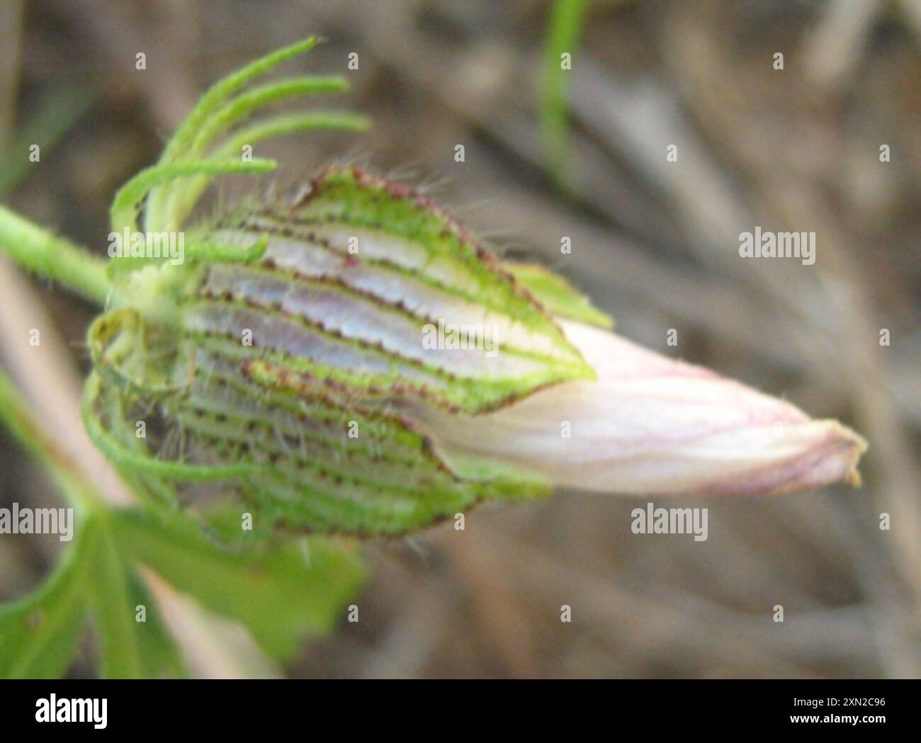 flower-of-an-hour (Hibiscus trionum) Plantae Stock Photo - Alamy