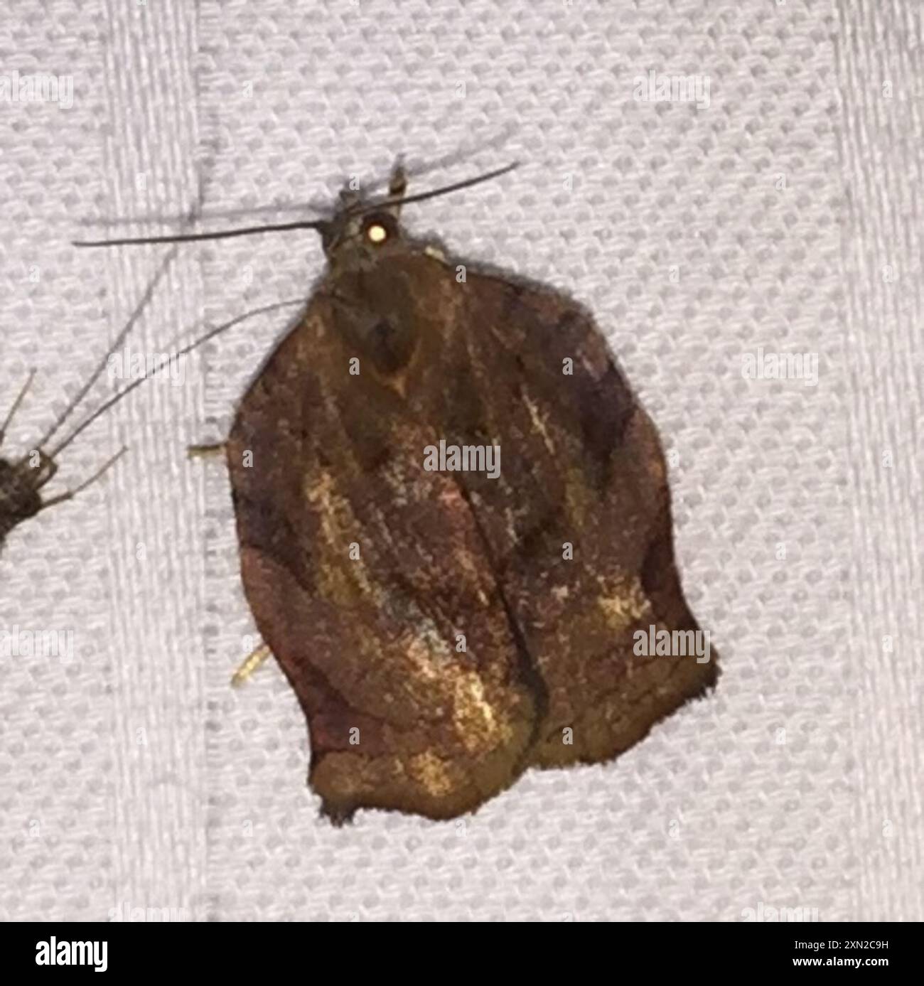 Omnivorous Leafroller (Archips purpurana) Insecta Stock Photo - Alamy