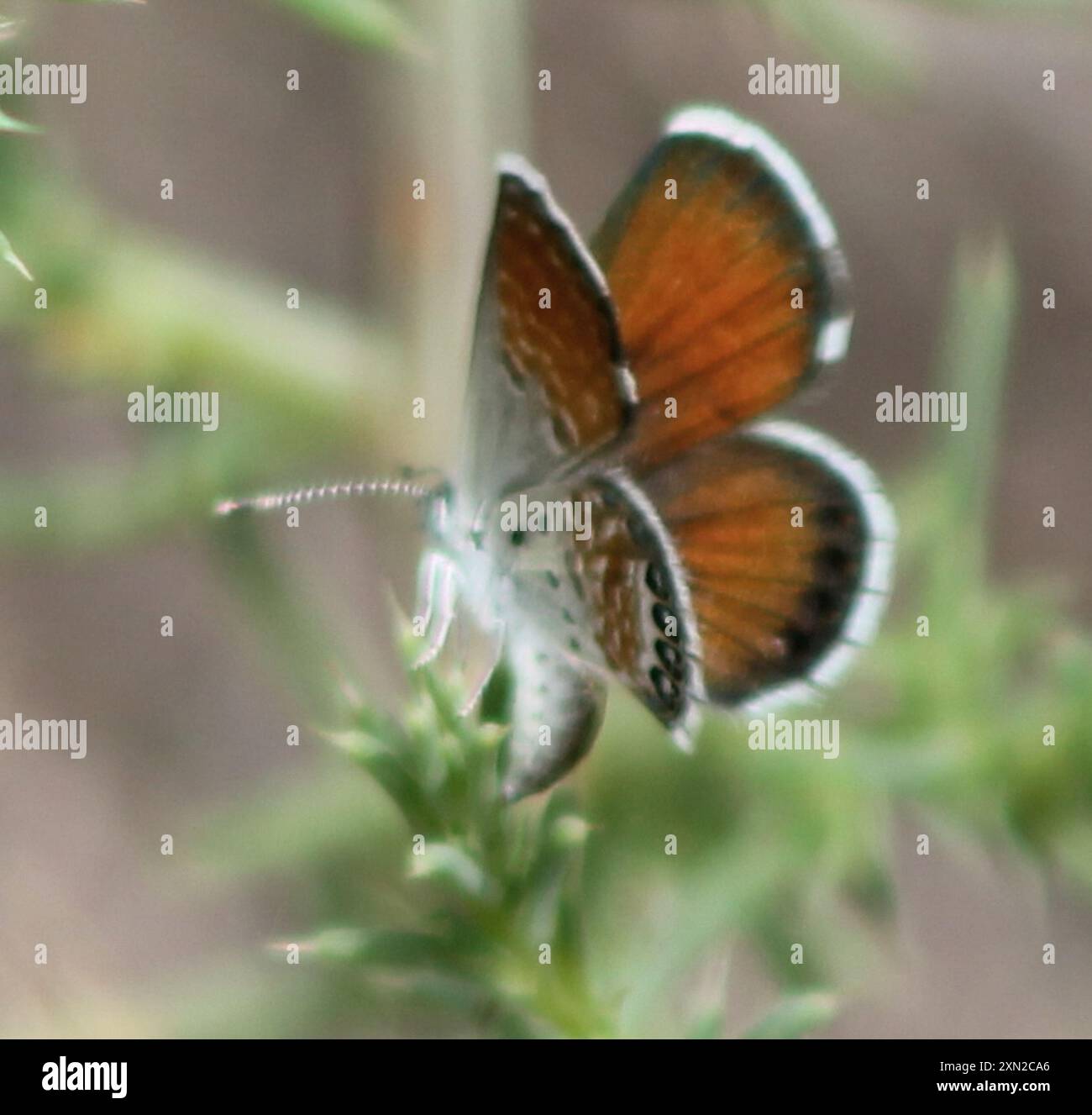 Western Pygmy-Blue (Brephidium exilis) Insecta Stock Photo - Alamy