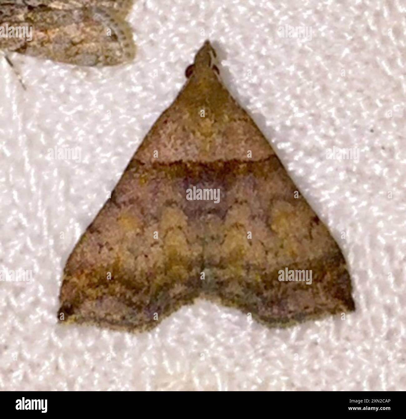 Ambiguous Moth (Lascoria ambigualis) Insecta Stock Photo - Alamy