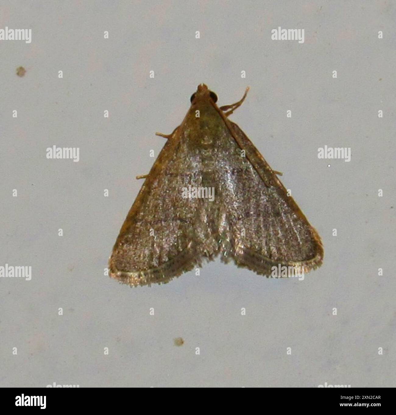 Hayworms (Hypsopygia) Insecta Stock Photo - Alamy