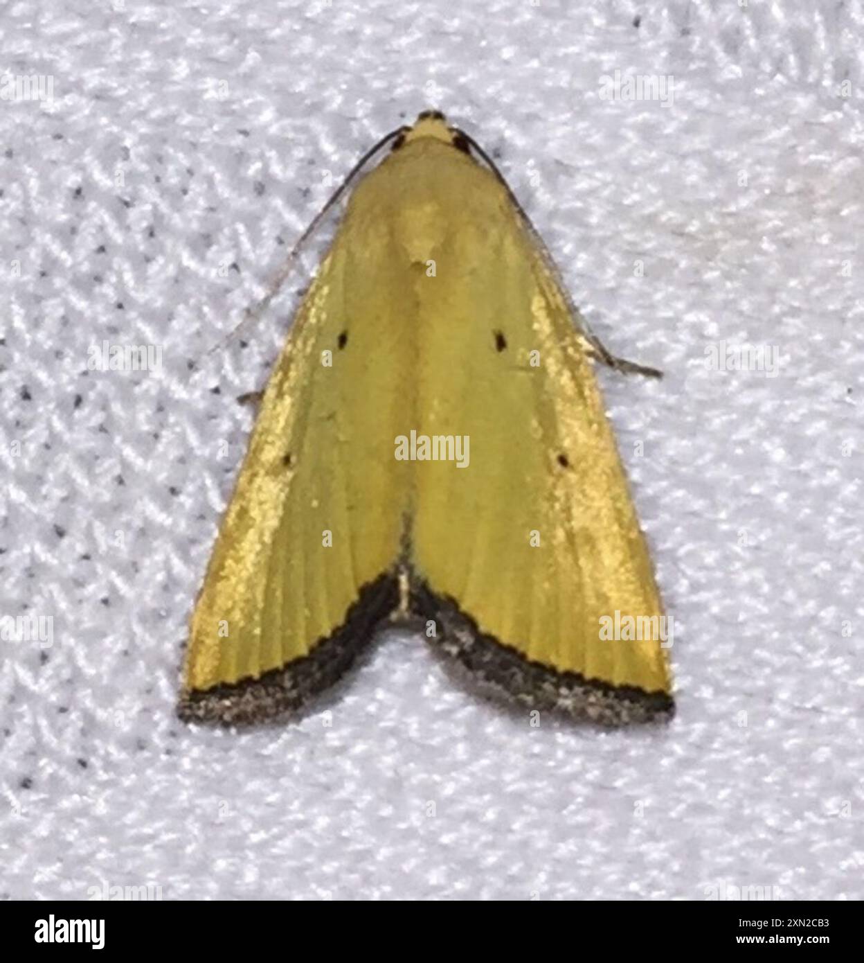 Black-bordered Lemon Moth (Marimatha nigrofimbria) Insecta Stock Photo ...