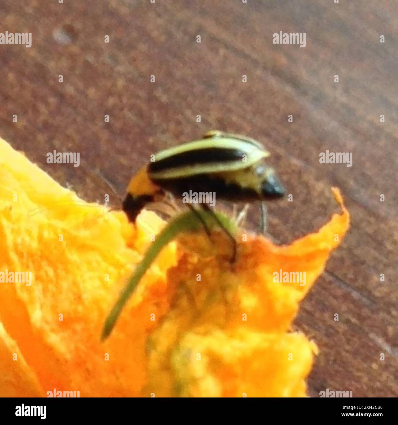 Western Striped Cucumber Beetle (Acalymma trivittatum) Insecta Stock ...