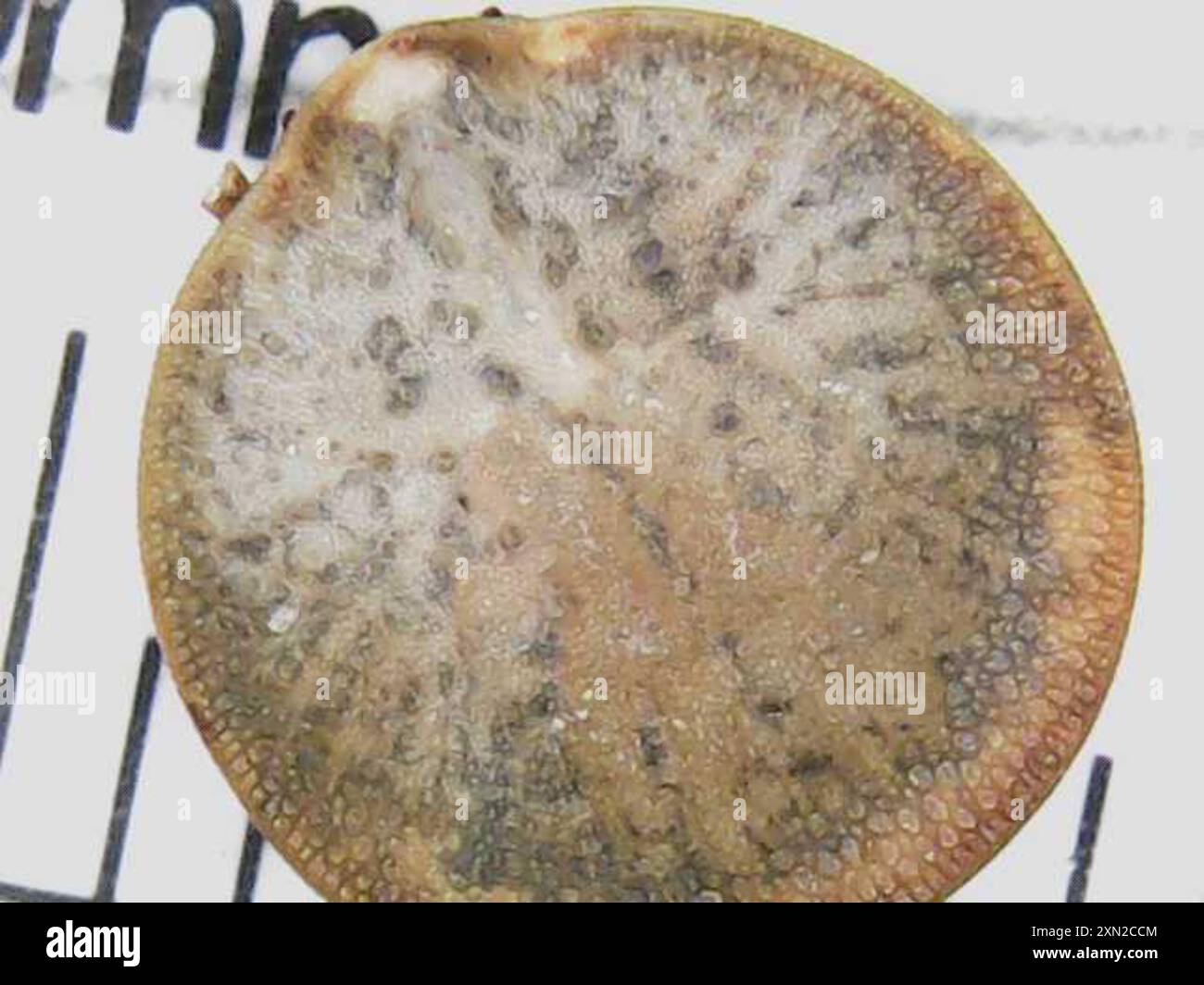 Argas hi-res stock photography and images - Alamy