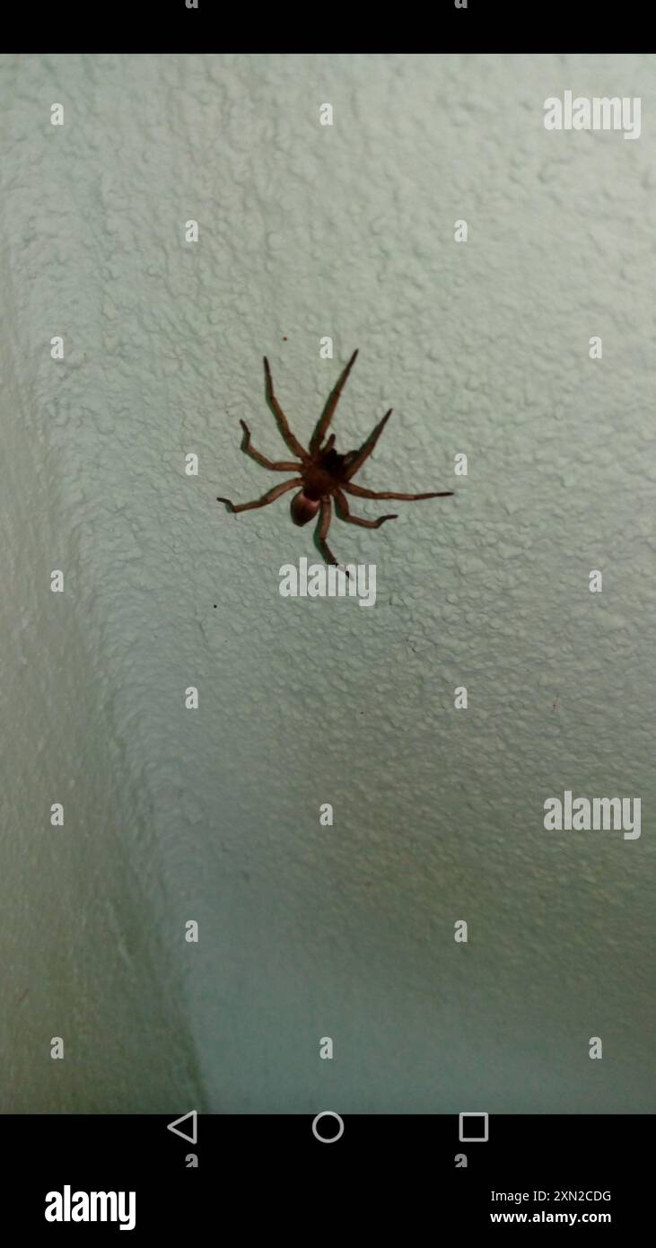 Stone Spiders (Drassodes) Arachnida Stock Photo - Alamy