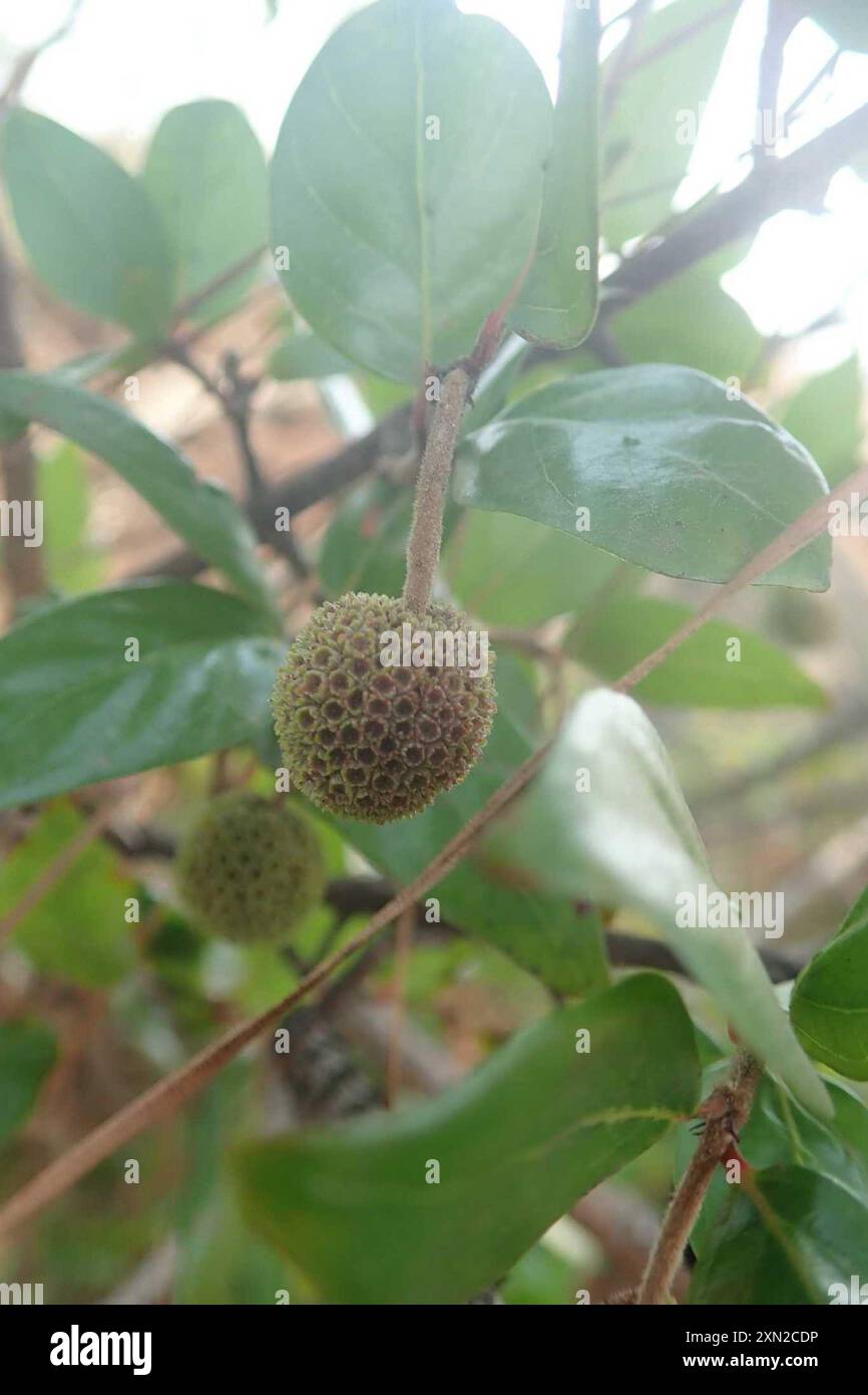 African Strawberry-Tree (Cephalanthus natalensis) Plantae Stock Photo ...