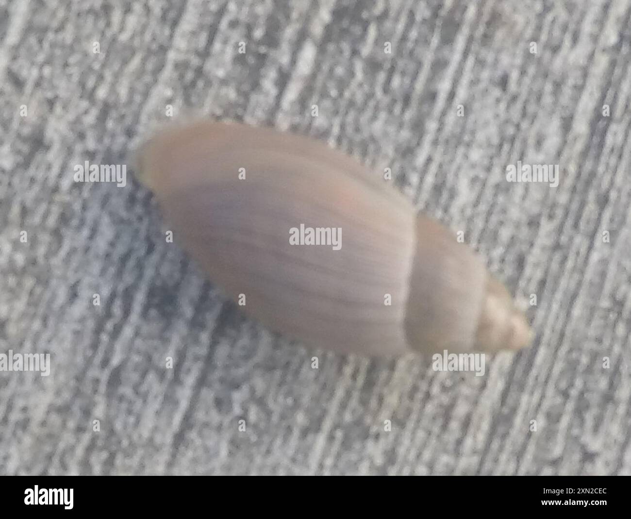 Rosy Wolfsnail (Euglandina rosea) Mollusca Stock Photo - Alamy