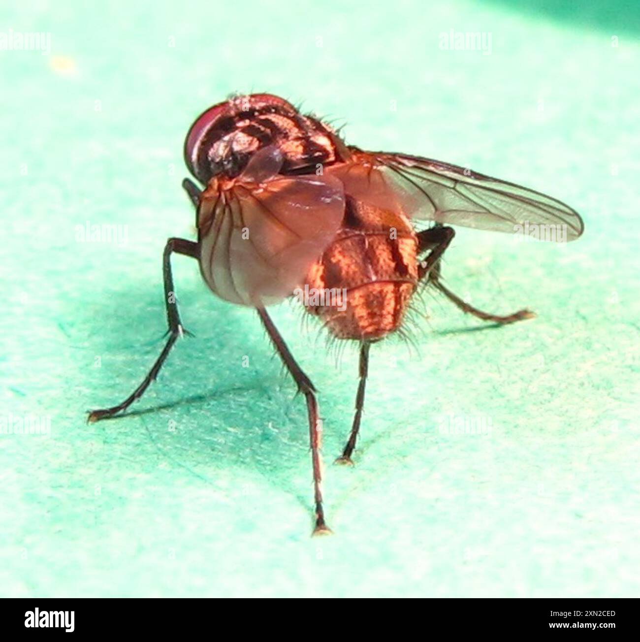 Common House Fly (Musca domestica) Insecta Stock Photo - Alamy