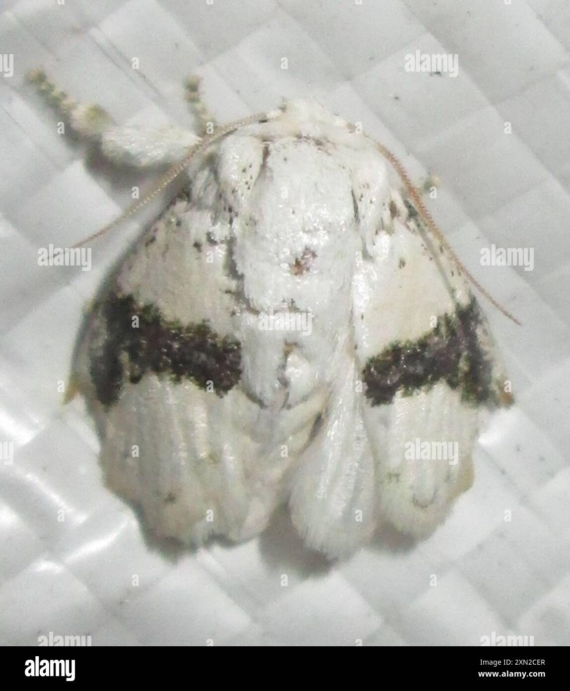 Slug Caterpillar Moths (Limacodidae) Insecta Stock Photo - Alamy