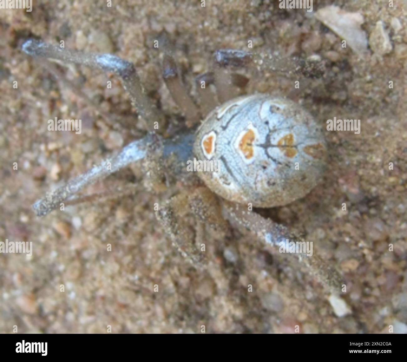 Comb-footed Spiders (Theridiidae) Arachnida Stock Photo - Alamy