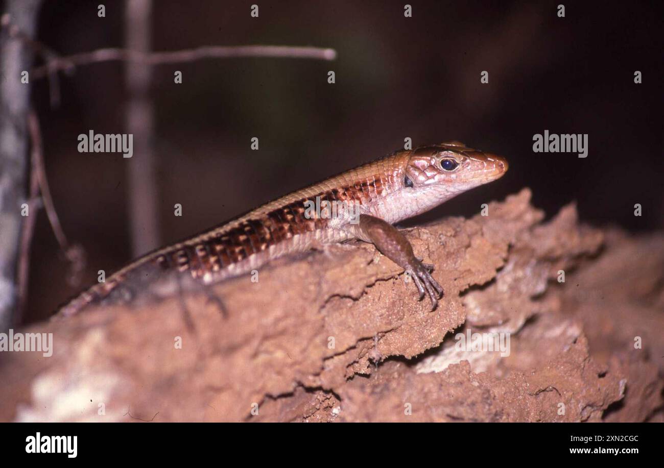 Western Girdled Lizard (Zonosaurus laticaudatus) Reptilia Stock Photo ...