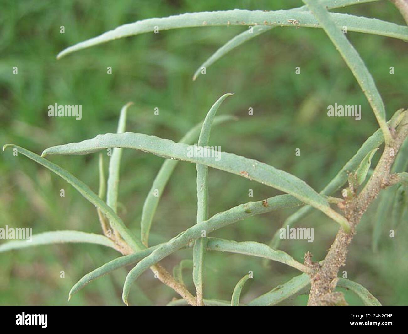Narrowleaf Morning Glory (Ipomoea bolusiana) Plantae Stock Photo - Alamy