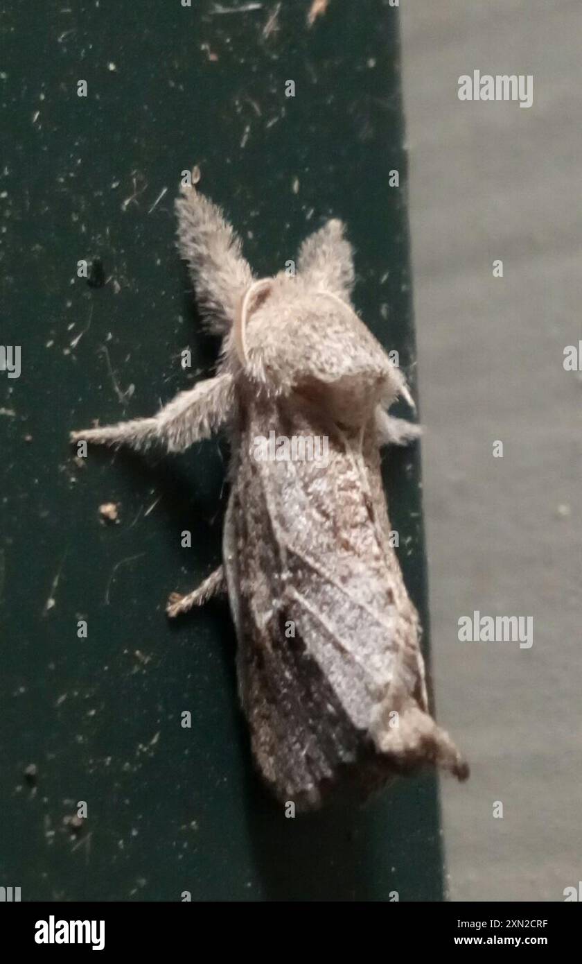 Anna Carpenterworm Moth (Givira anna) Insecta Stock Photo - Alamy