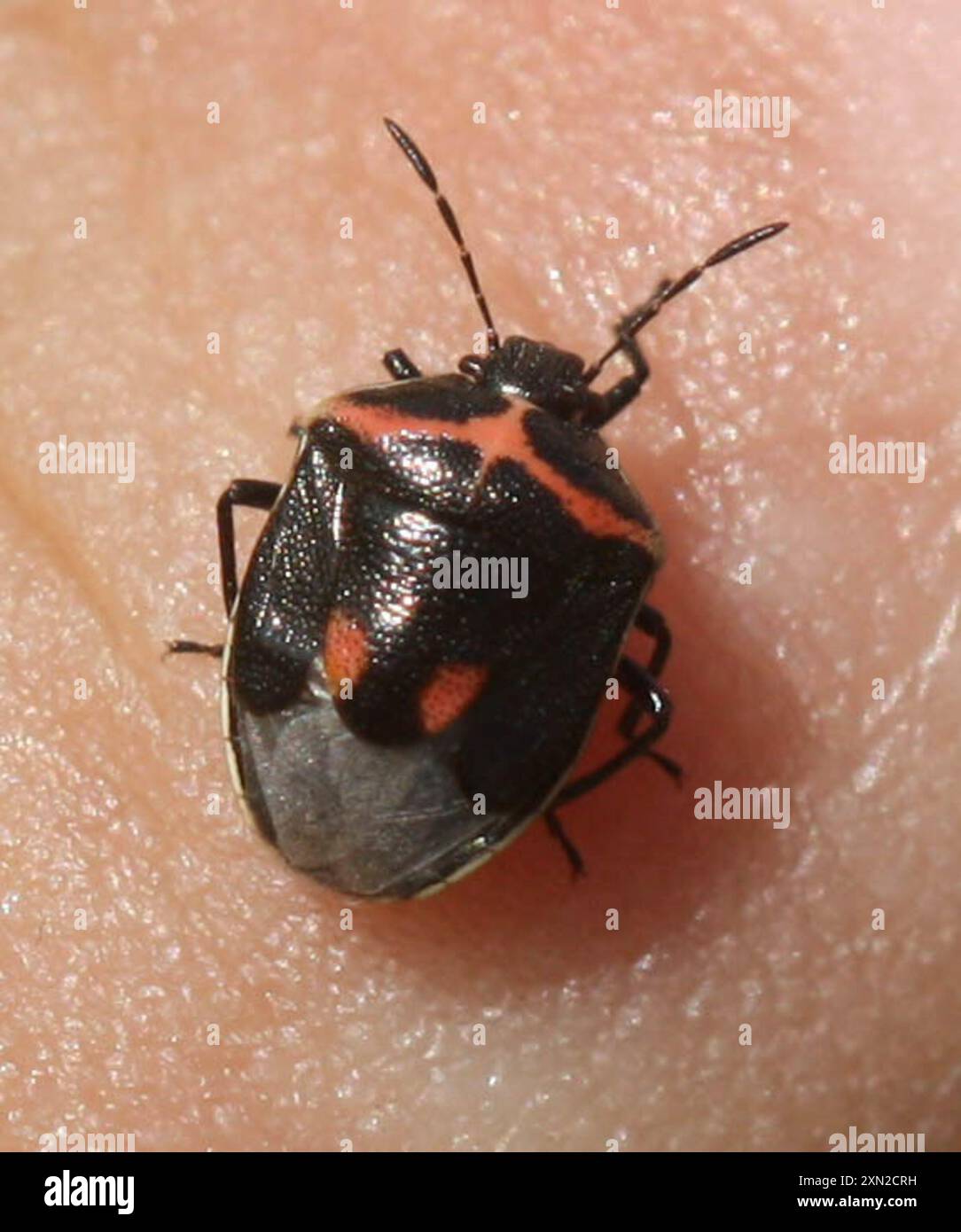 Twice-stabbed Stink Bug (Cosmopepla lintneriana) Insecta Stock Photo ...