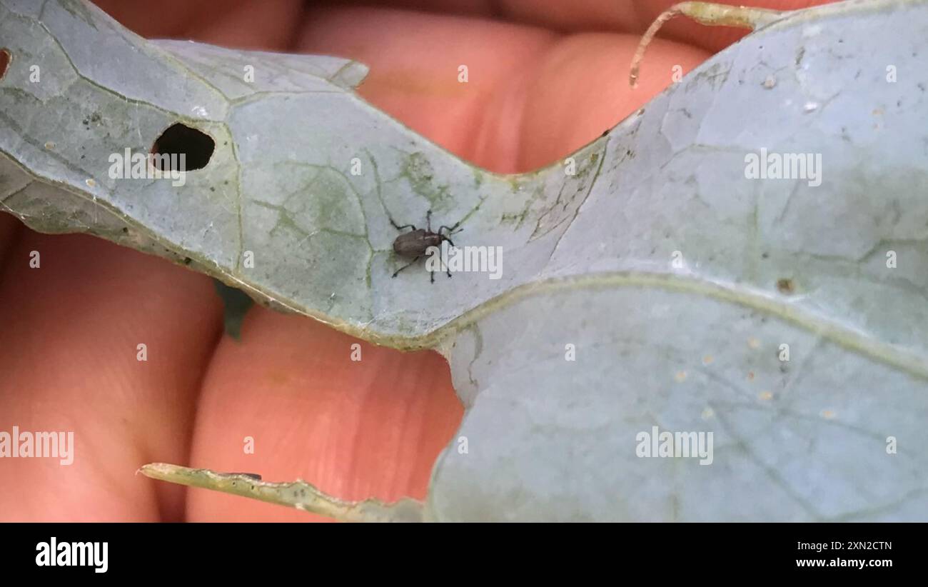 Cabbage seed Weevil (Ceutorhynchus obstrictus) Insecta Stock Photo - Alamy