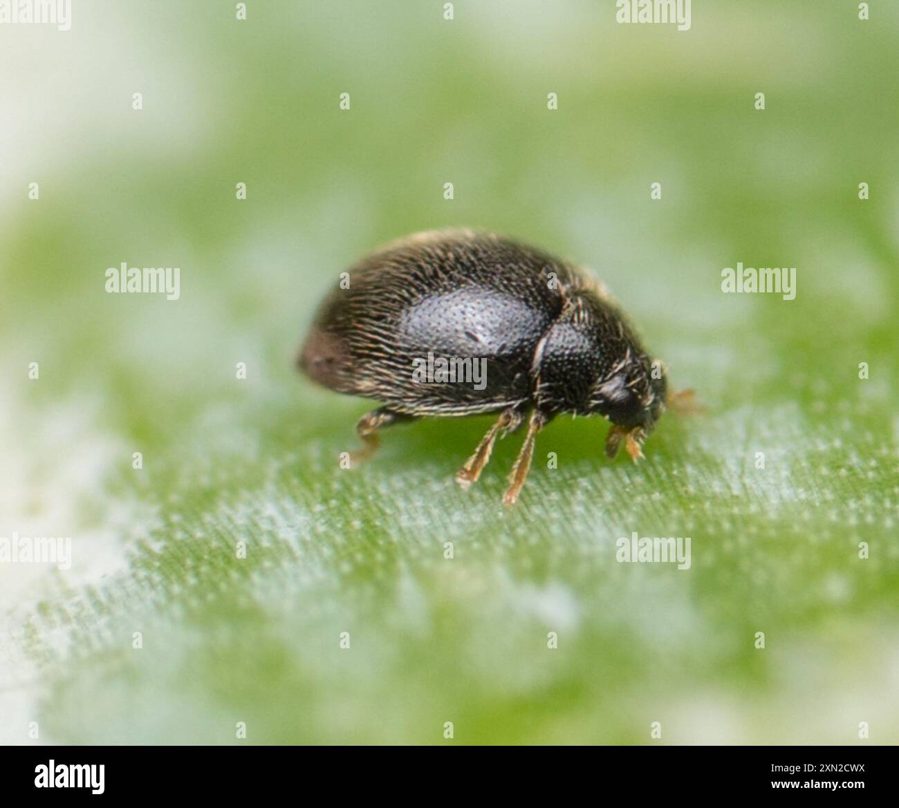 Spider Mite Destroyer (Stethorus punctum) Insecta Stock Photo - Alamy