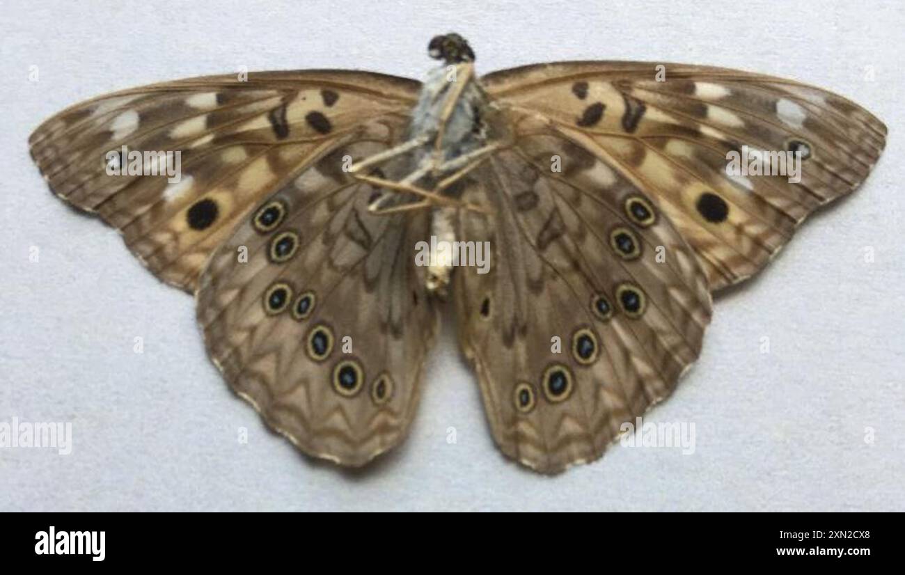 Hackberry Emperor (Asterocampa celtis) Insecta Stock Photo - Alamy