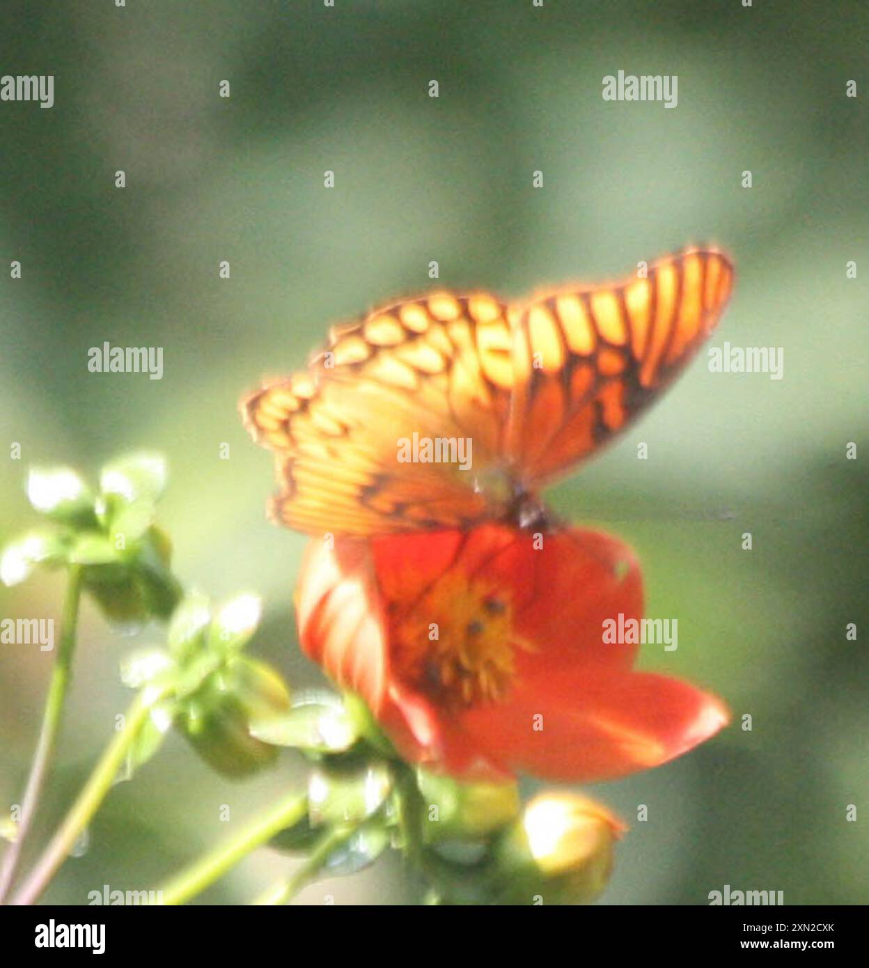 Mexican Silverspot (Dione moneta) Insecta Stock Photo - Alamy